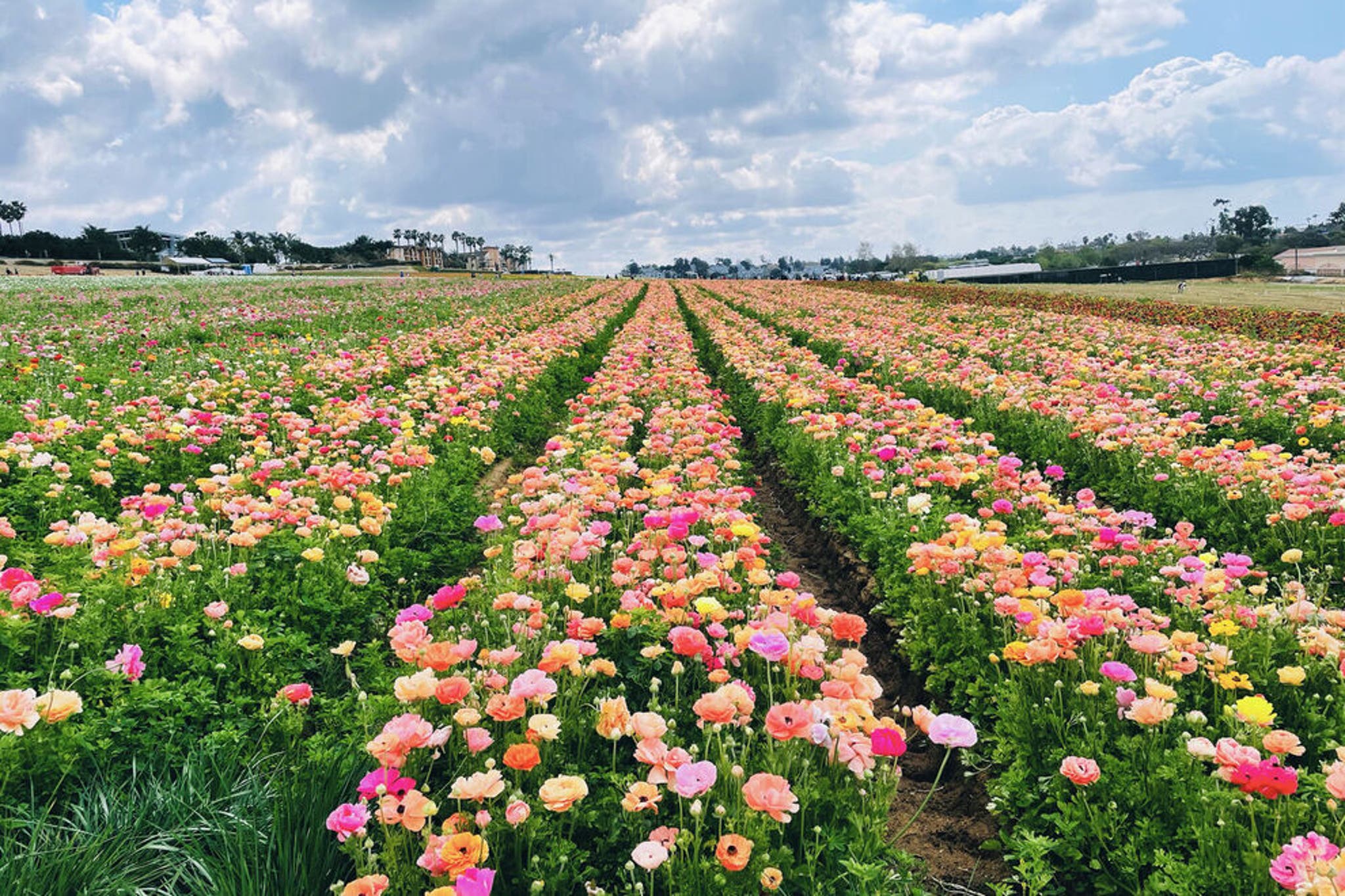 Stop to smell spring flowers in full bloom: 7 stunning US destinations