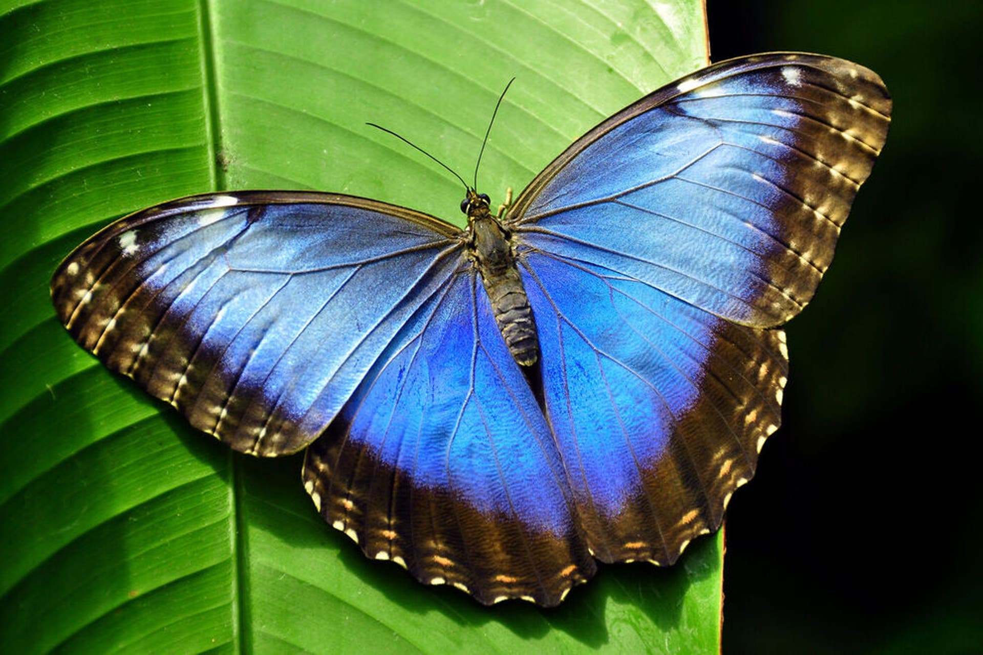 10 best butterfly gardens in the US