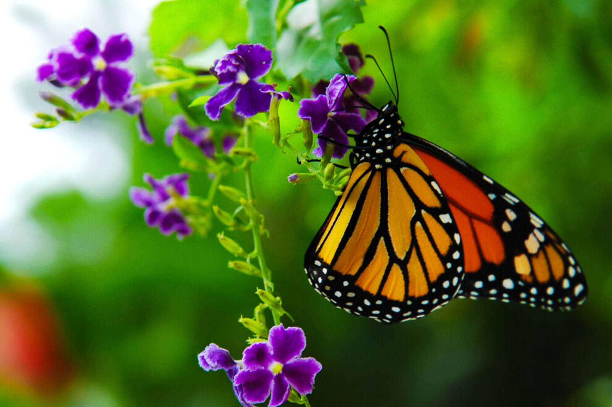 10 best butterfly gardens in the US