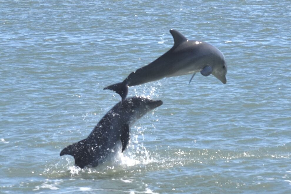 The Dolphin Explorer: 2025 USA TODAY 10BEST Readers' Choice Awards