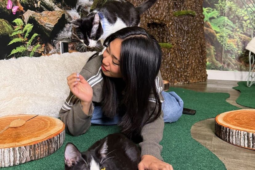 What is the Best Cat Cafe for 2026?