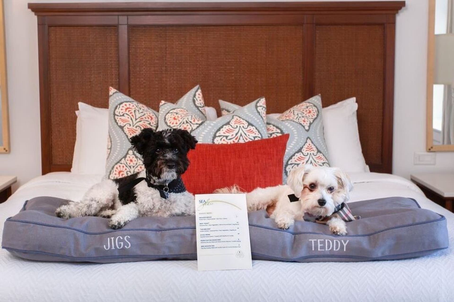 Jet set with your pet: 10 best pet-friendly hotels in the US