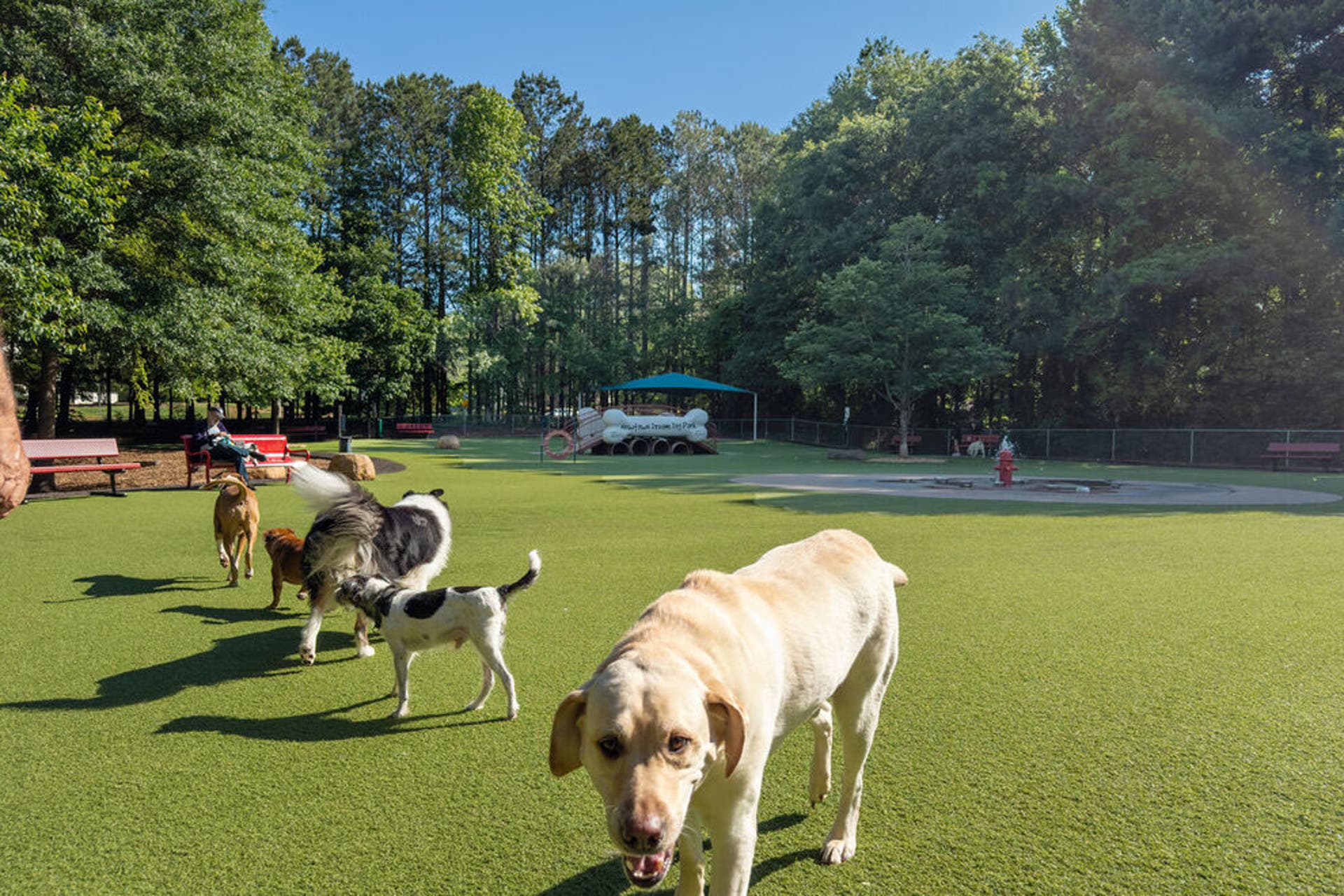 What is the Best Dog Park for 2025?