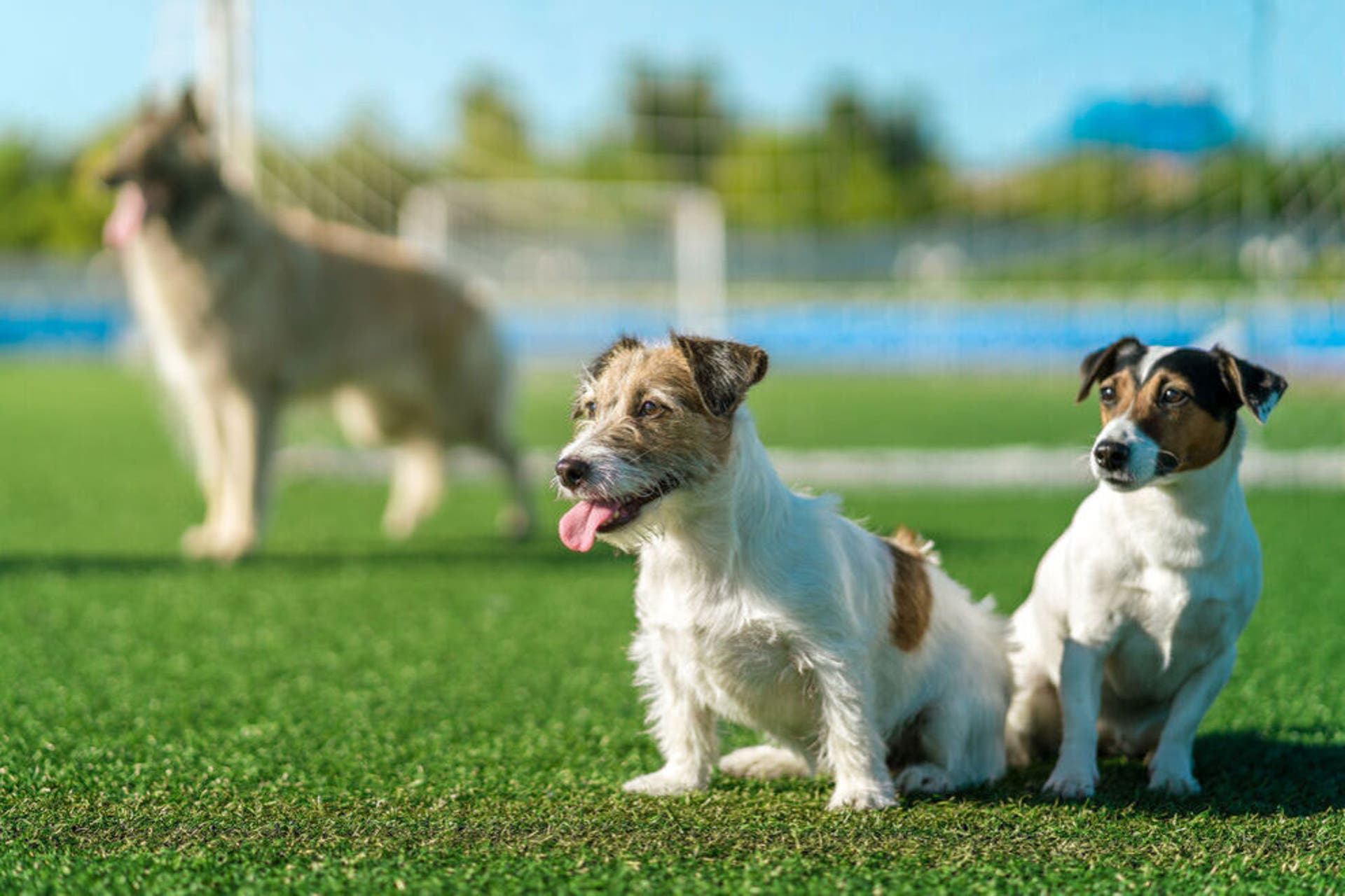 10 best dog parks in the United States