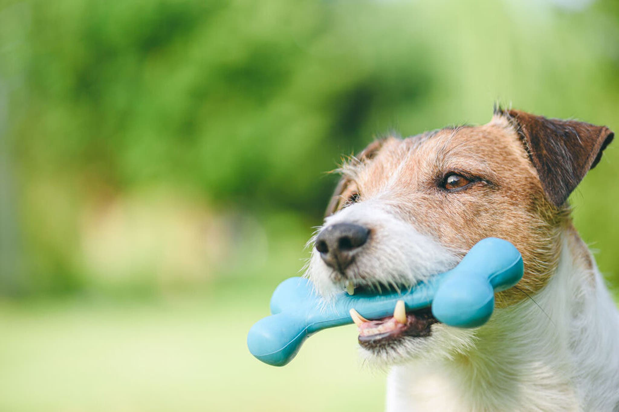 10 best pet stores in the United States