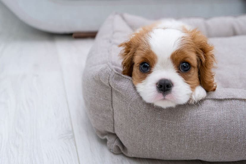 10 best pet stores in the United States