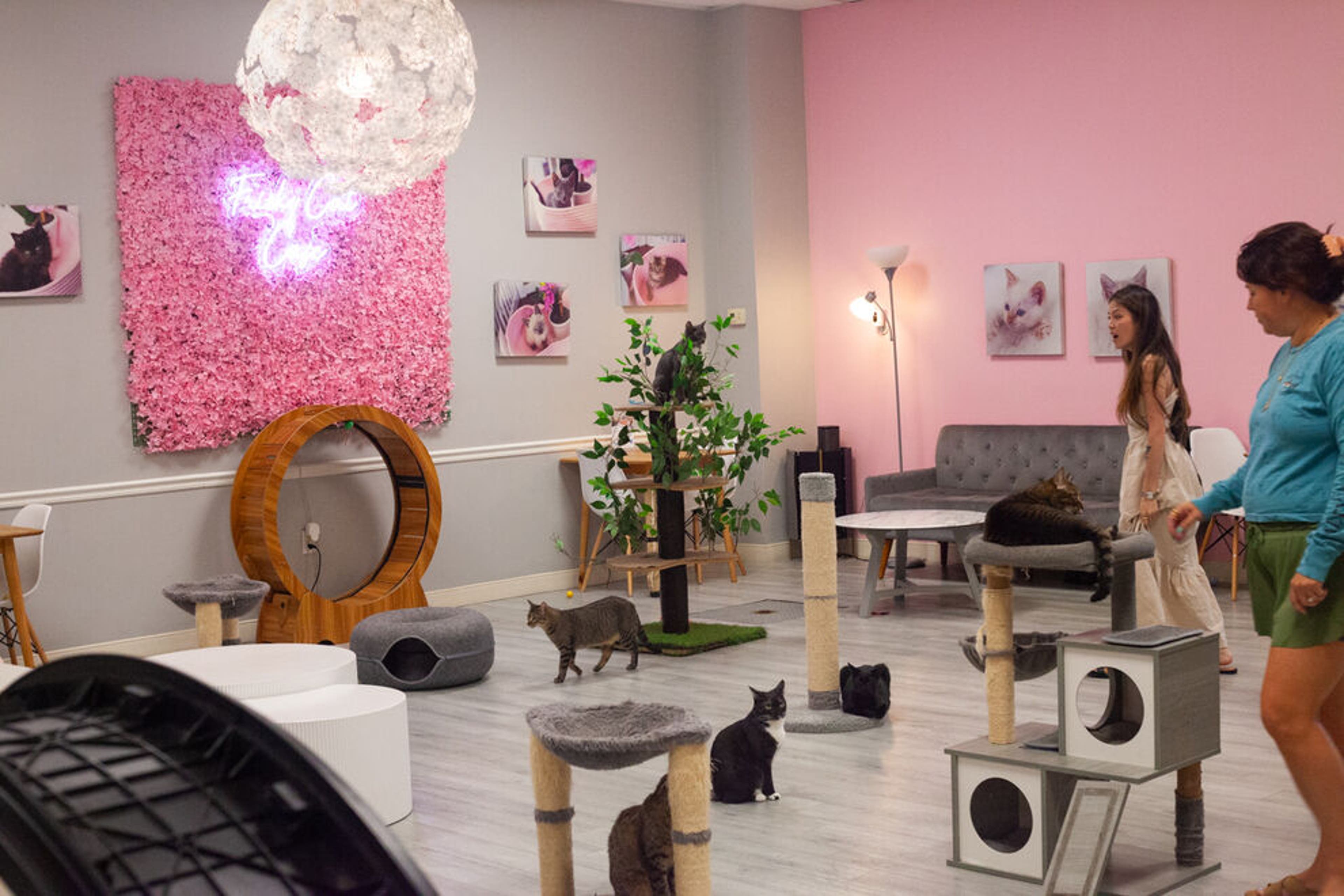 Frisky Cat Cafe: 2025 USA TODAY 10BEST Readers' Choice Awards