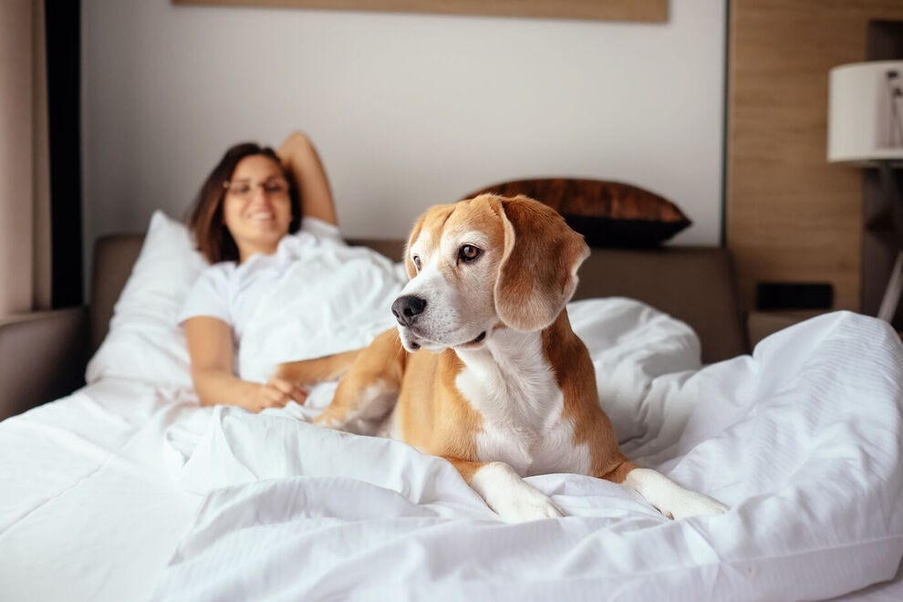What is the Best Pet-Friendly Hotel for 2026?