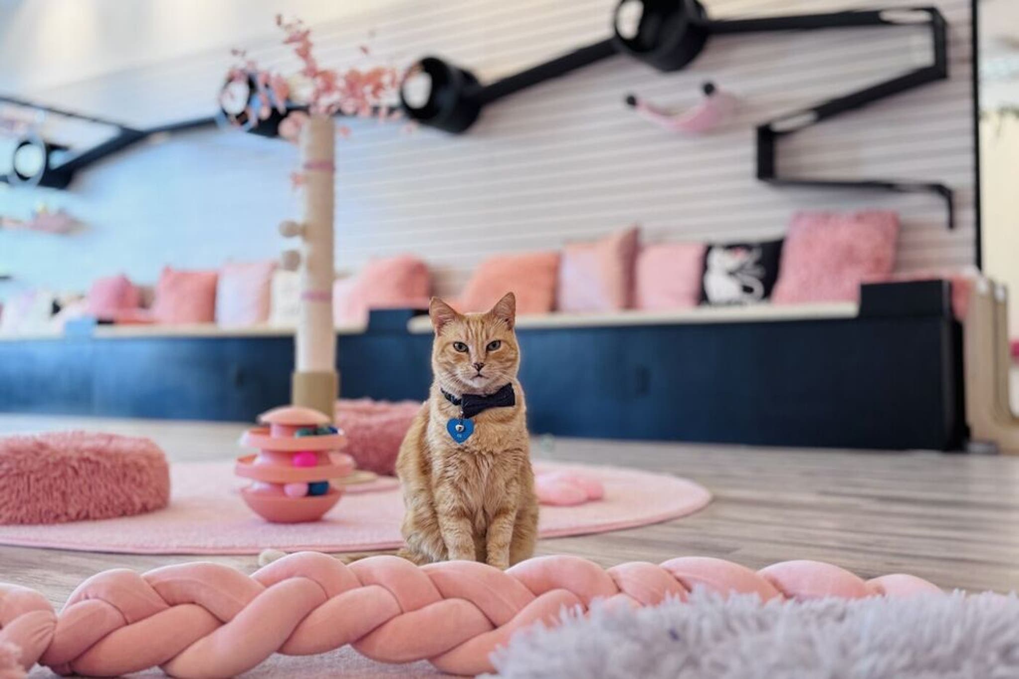10 best cat cafés in the United States for a cozy time