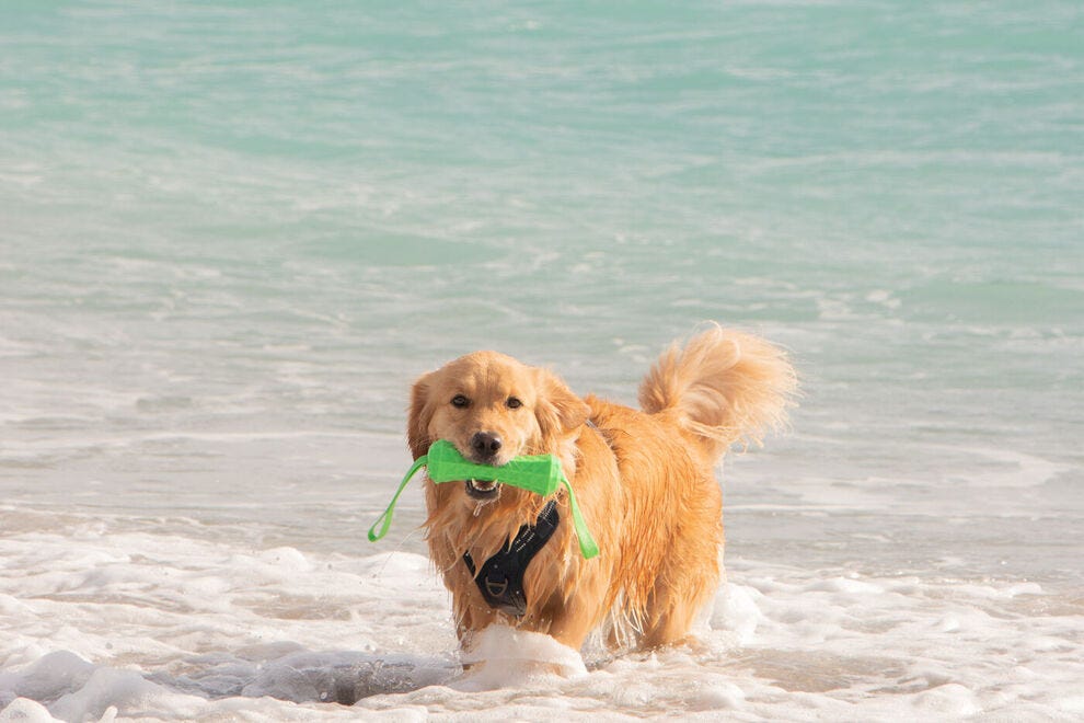 Jupiter Dog Beach: 2025 USA TODAY 10BEST Readers' Choice Awards
