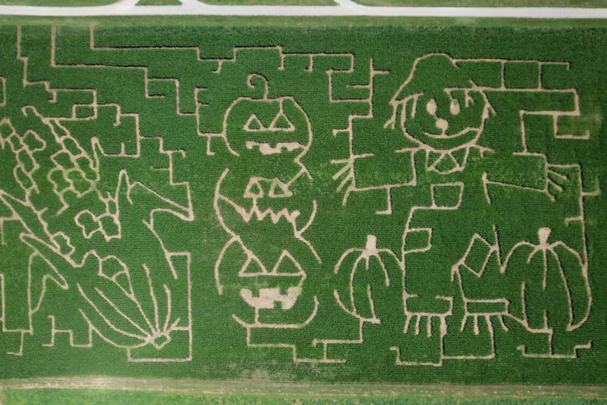 10 best corn mazes in the US you won't want to miss this fall