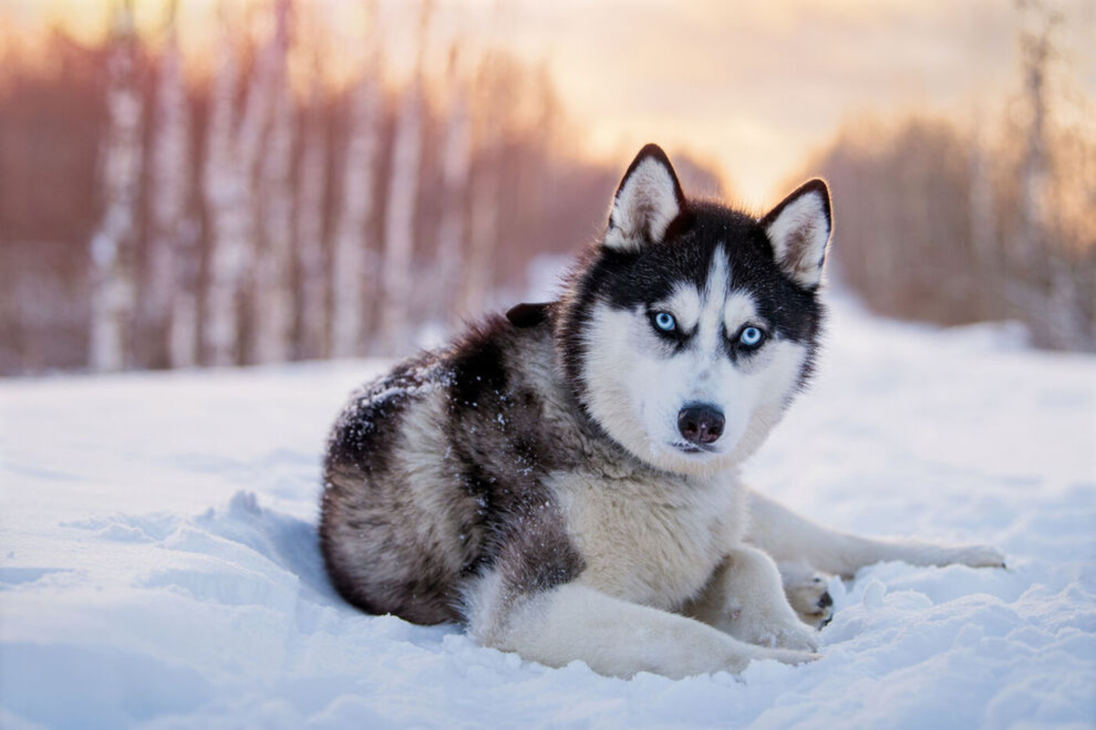 Alaska Dog Center: 2026 USA TODAY 10BEST Readers' Choice Awards
