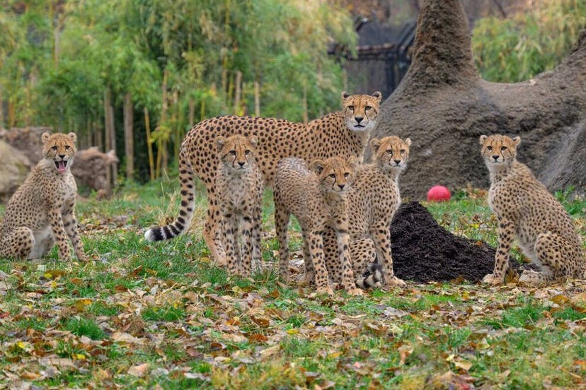 10 best zoos across the United States in 2026