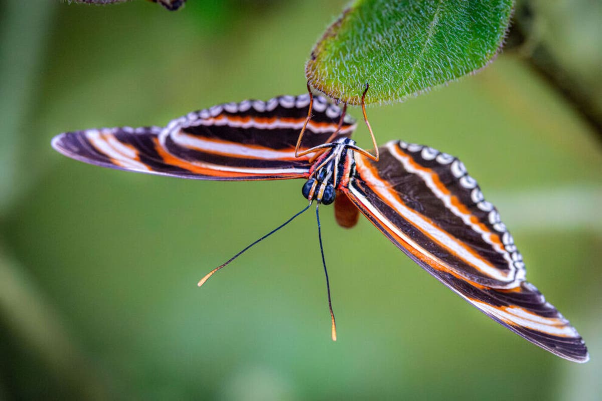 10 best butterfly gardens in the US