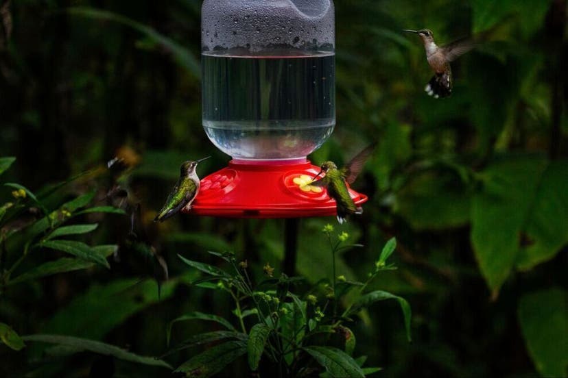 How to attract hummingbirds to your yard, according to bird experts