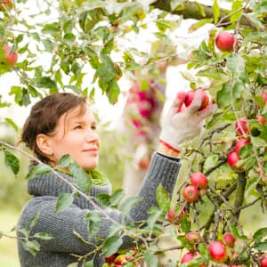 10 apple orchards to visit this fall