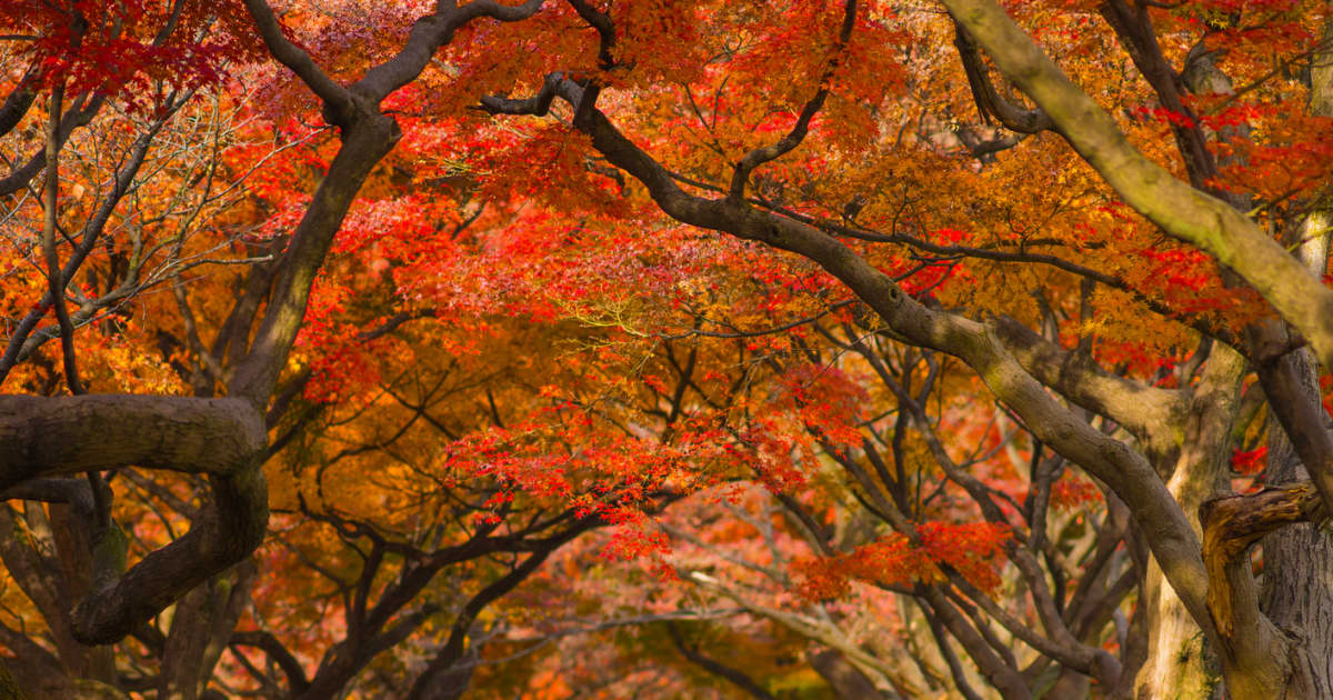 10 Stunning Spots For Fall Foliage 10-stunning-spots-for-fall-foliage