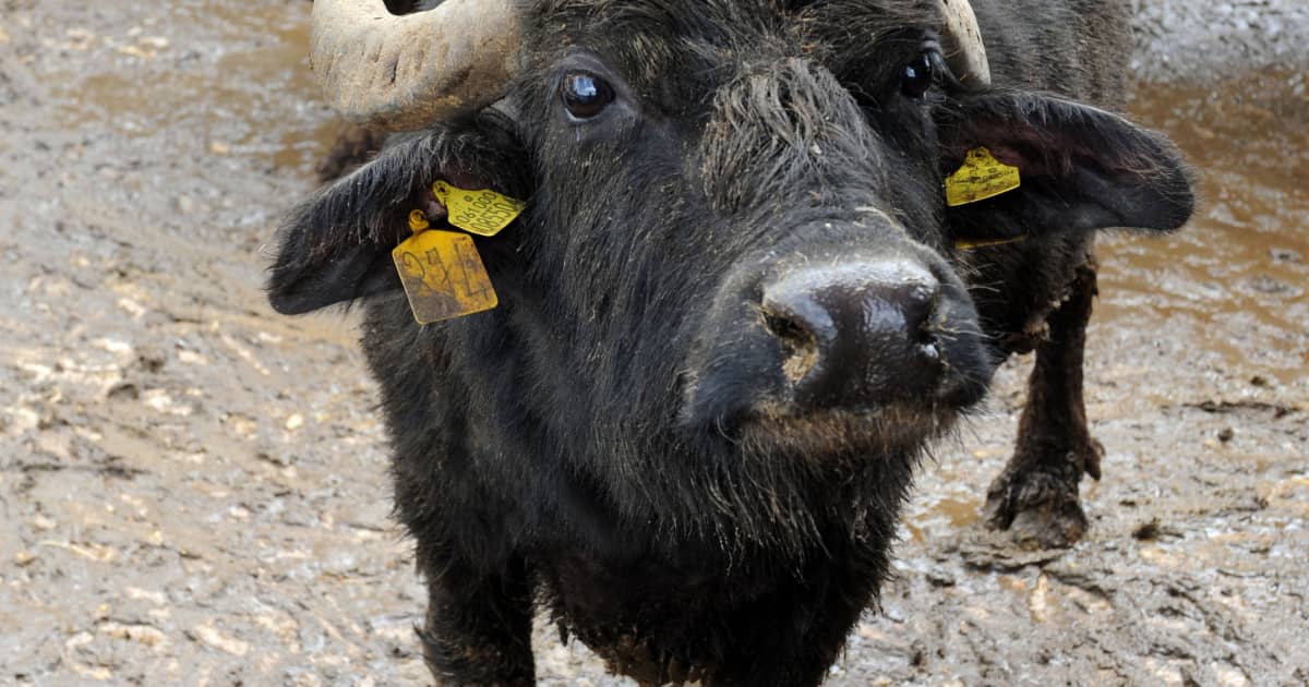 Pampered buffaloes make the best cheese