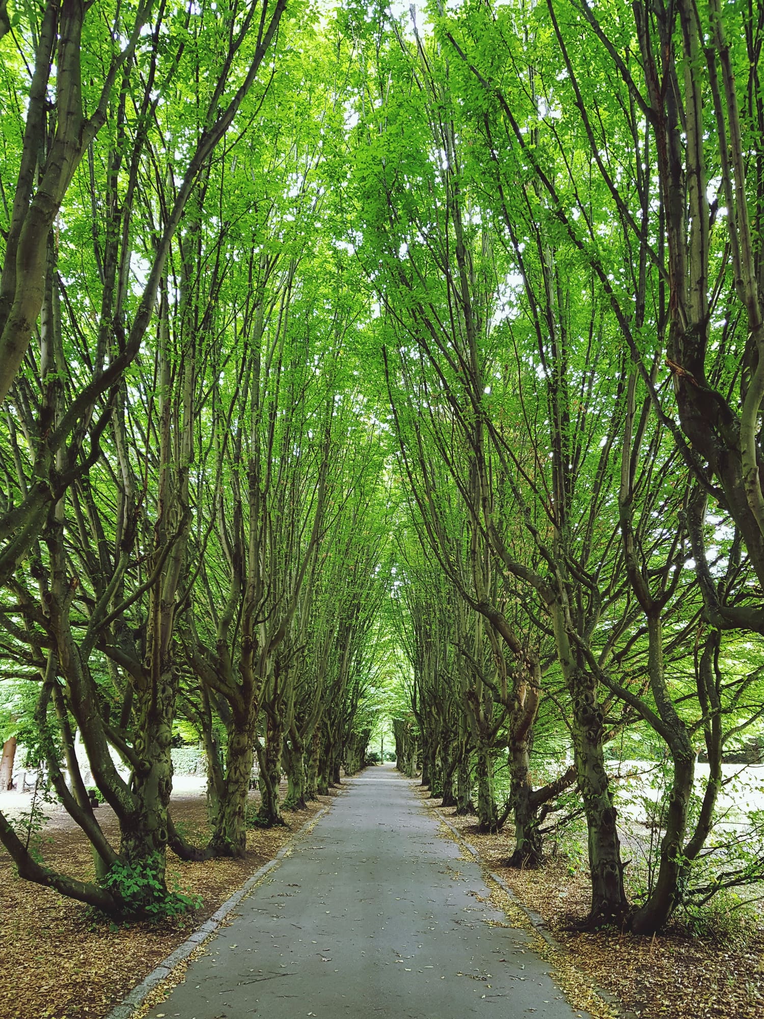 Tree Tunnels