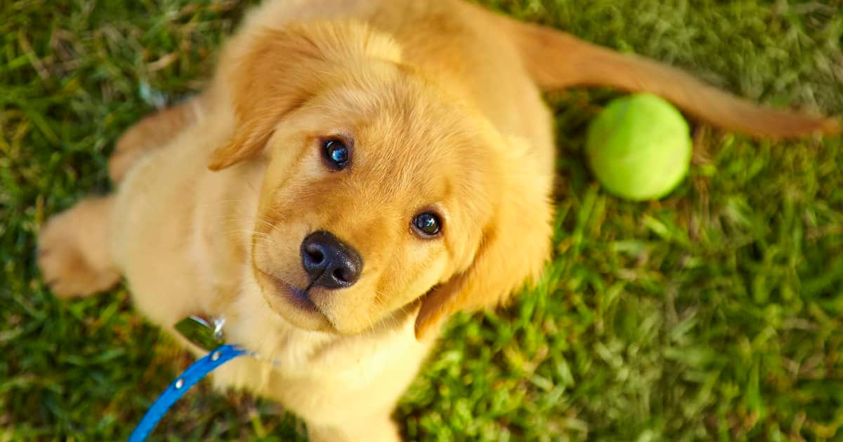 You can cuddle with cute puppies at this health retreat